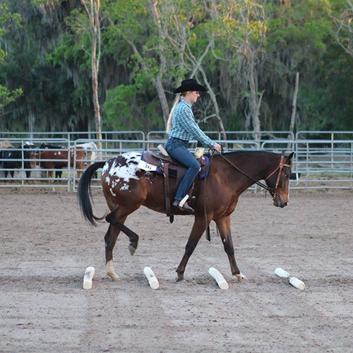 Riding Lessons in Jacksonville, FL - Riding, Training, Showing and ...